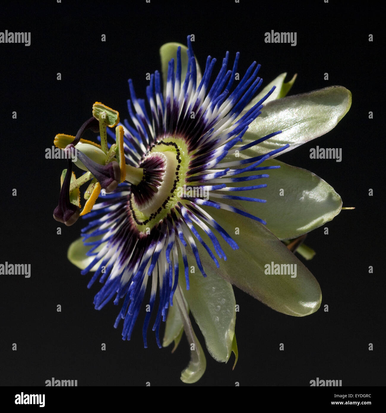 Passiflora caerulea climber hi-res stock photography and images - Alamy