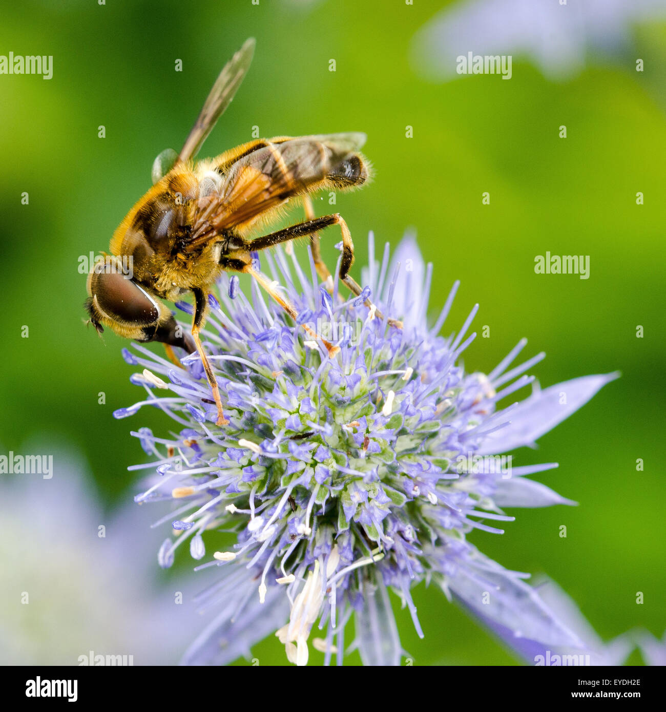 Worker bee collecting pollen hi-res stock photography and images - Alamy