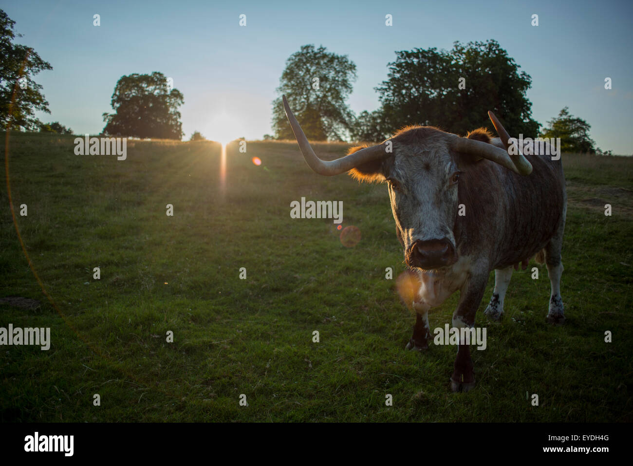 Long horned cows Stock Photo - Alamy