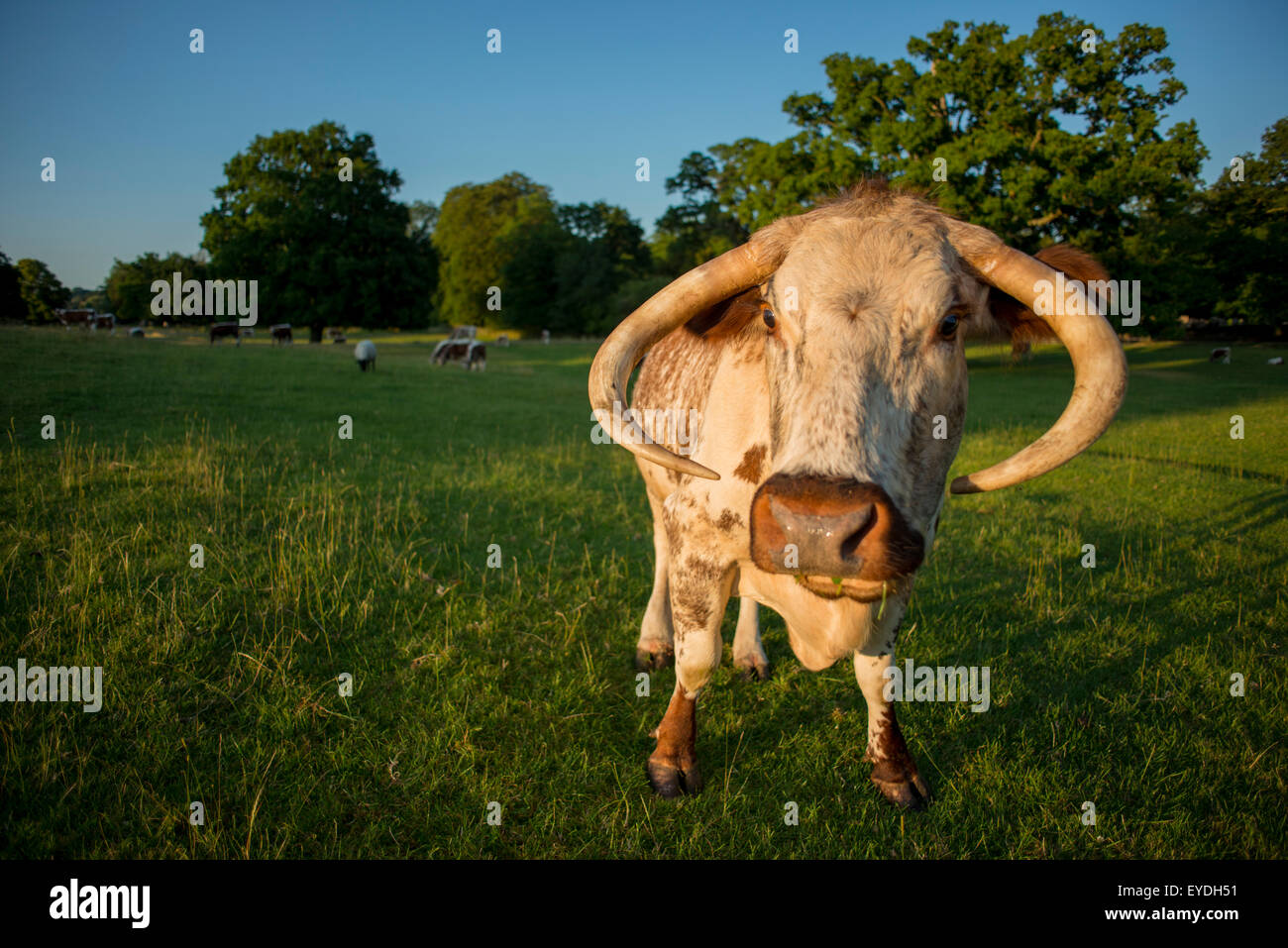 Long horned cows Stock Photo - Alamy