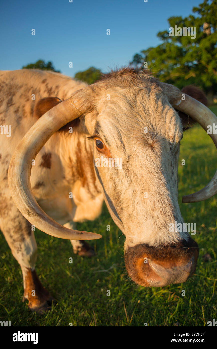 Long horned cows Stock Photo - Alamy