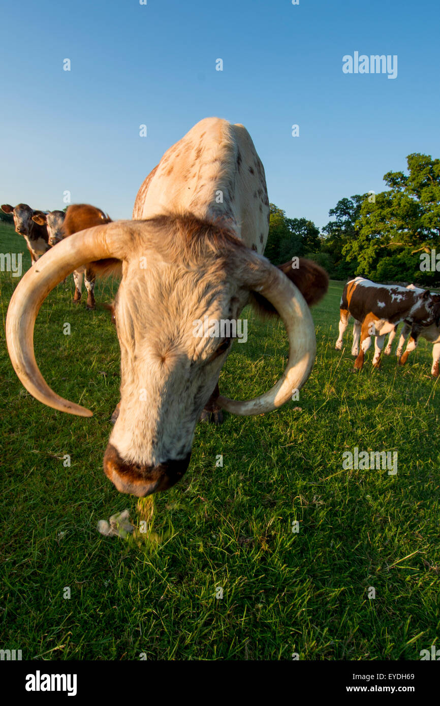 Long horned cows Stock Photo - Alamy