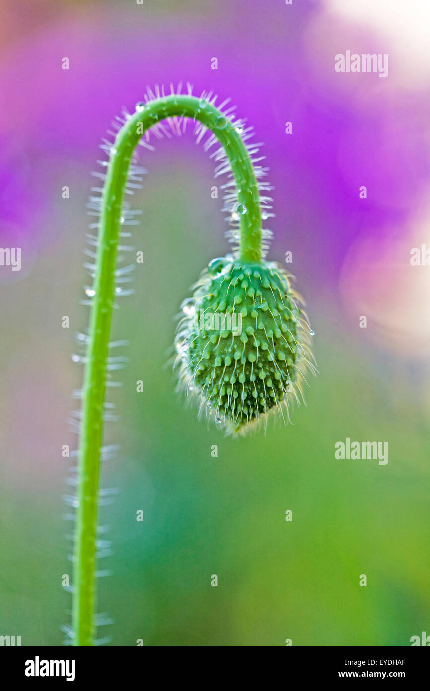 The head of an unopened poppy flower after a rain shower Stock Photo ...