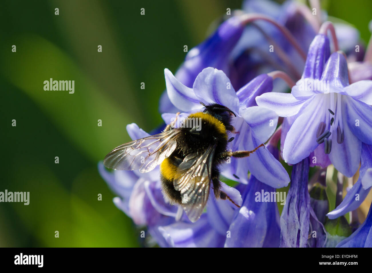 Bumble Bee collecting pollen from blue flower Stock Photo - Alamy