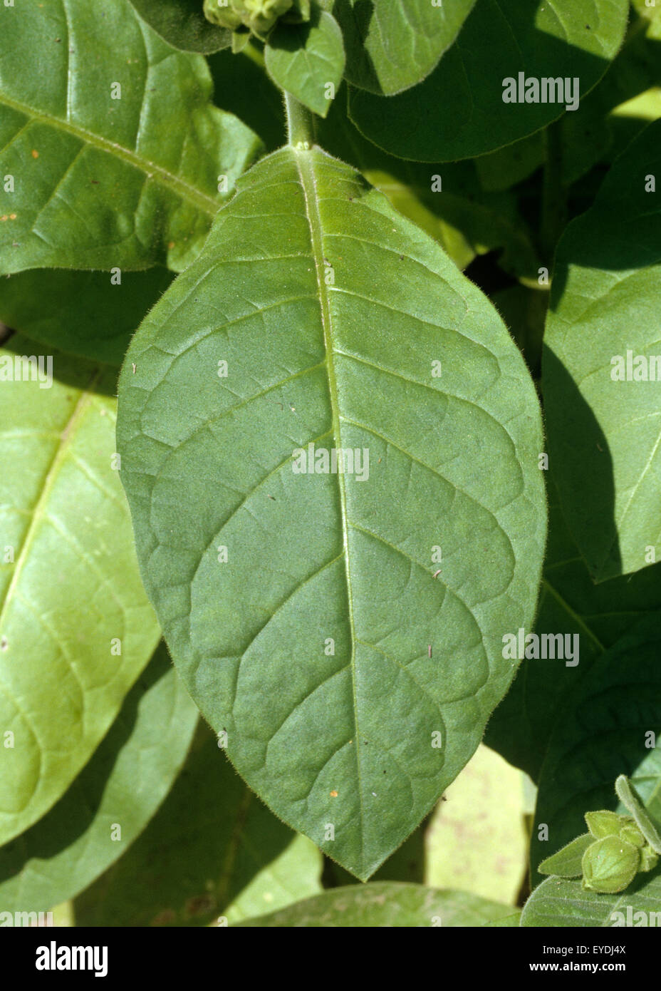 Tabak hi-res stock photography and images - Alamy