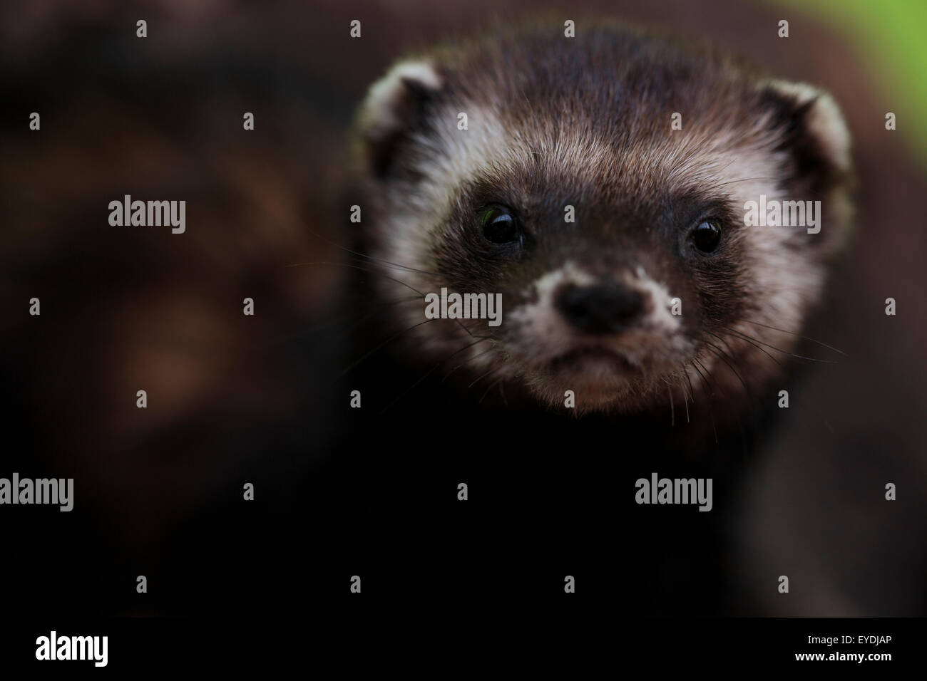 Taxidermied weasel, close-up Stock Photo - Alamy