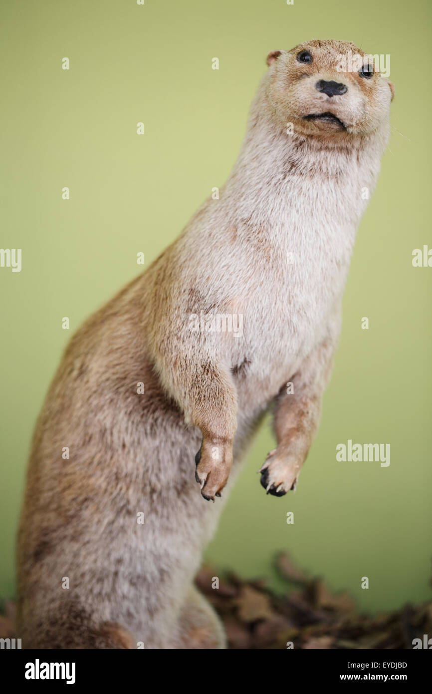 Taxidermied weasel, close-up Stock Photo - Alamy