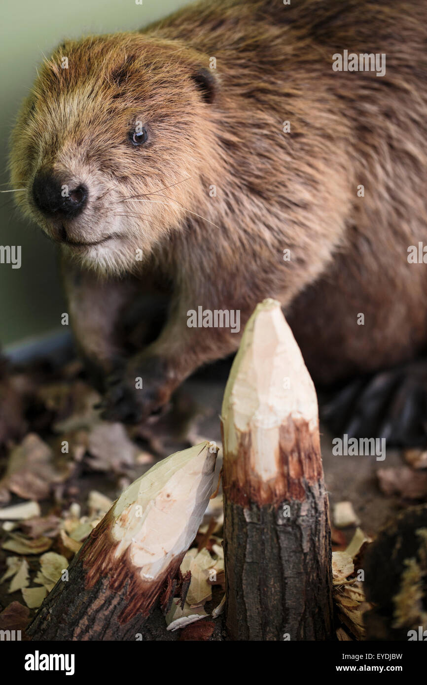 Beaver Close Up High Resolution Stock Photography and Images - Alamy