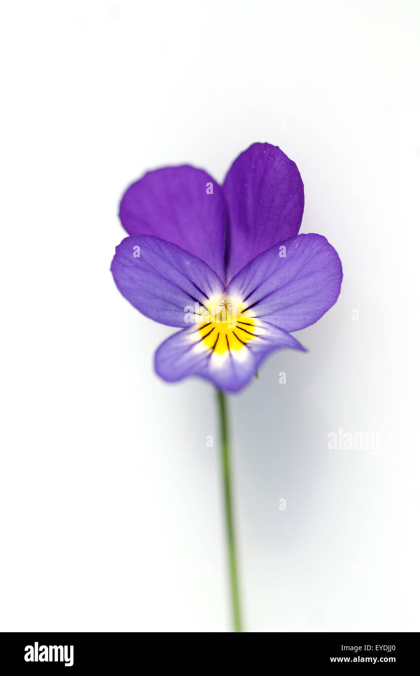 Viola tricolor Cut Out Stock Images & Pictures - Alamy