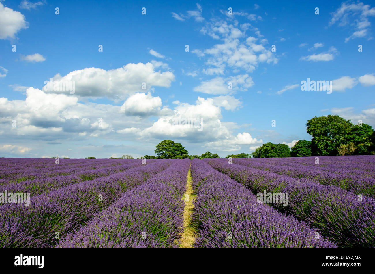 Lavender flower field, Banstead, England, UK Stock Photo - Alamy