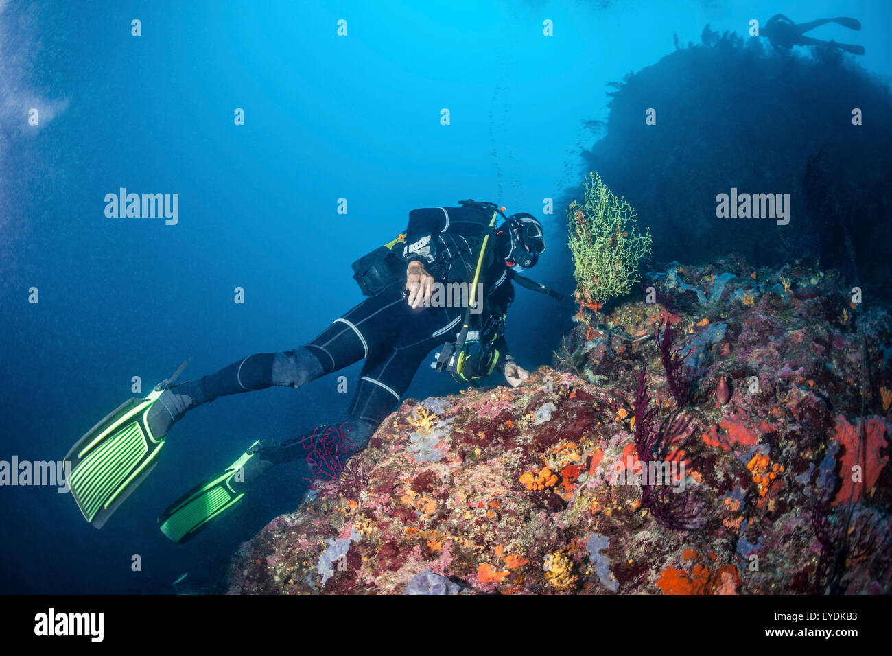Scuba diver exploring sea life, Adriatic Sea, Dalmatia, Croatia Stock ...