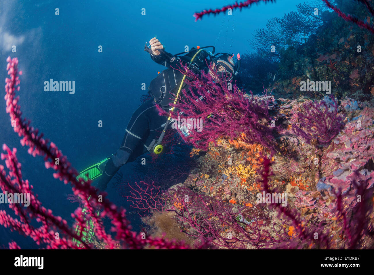 Scuba diver exploring sea life, Adriatic Sea, Dalmatia, Croatia Stock ...