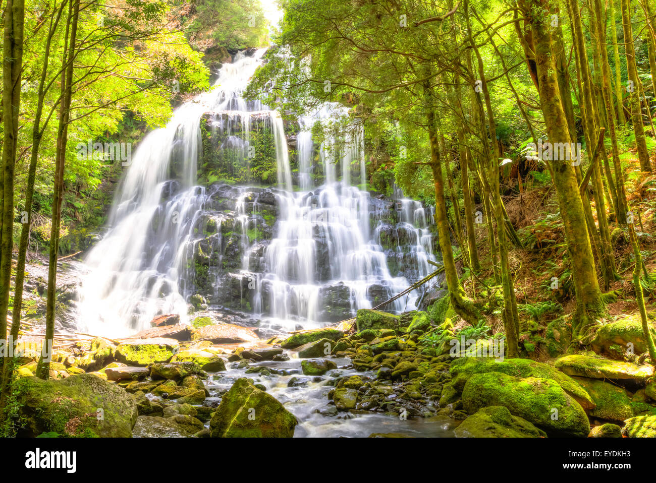 Nelson Falls Tasmania Stock Photo - Alamy