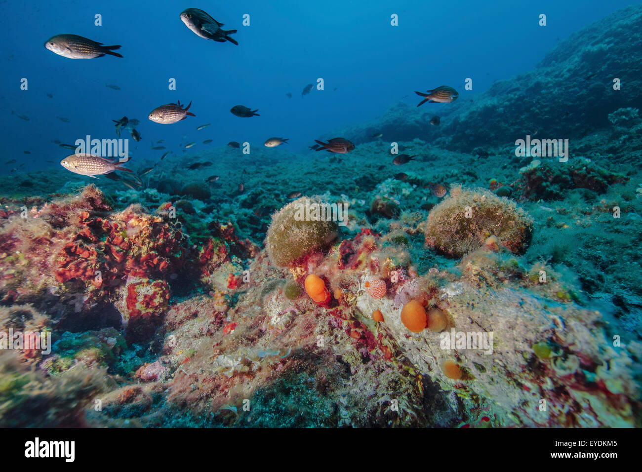 Sea life, School of fish, Adriatic Sea, Dalmatia, Croatia Stock Photo ...