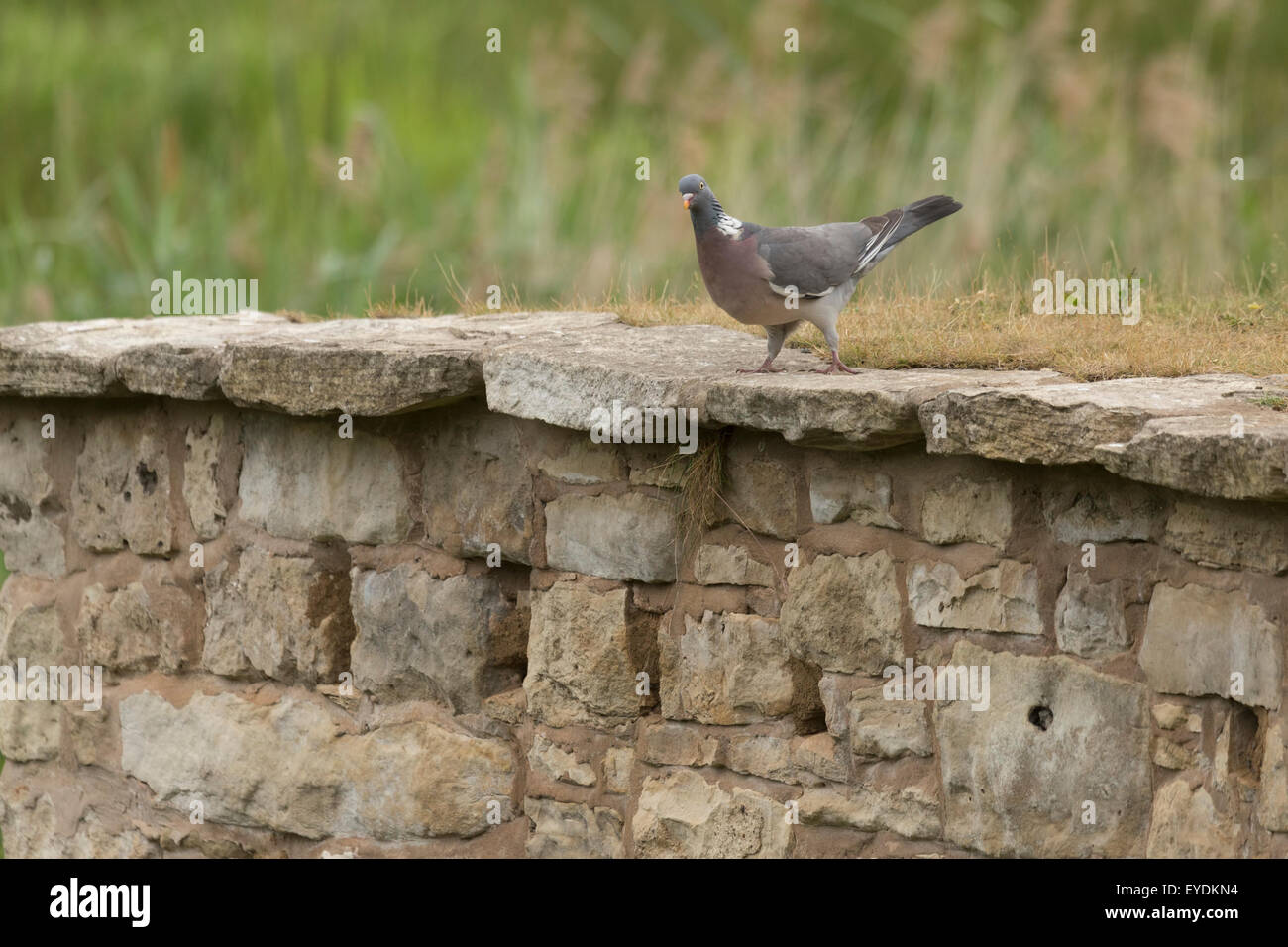 Pigeon with ruffled feathers hi-res stock photography and images - Alamy