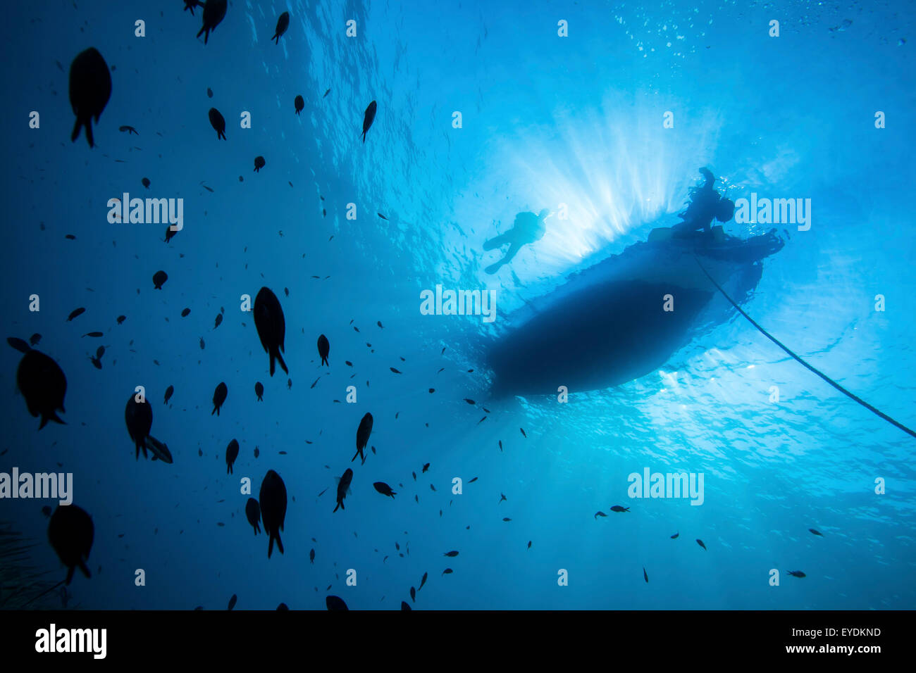 Scuba diver exploring sea life, Adriatic Sea, Dalmatia, Croatia Stock ...