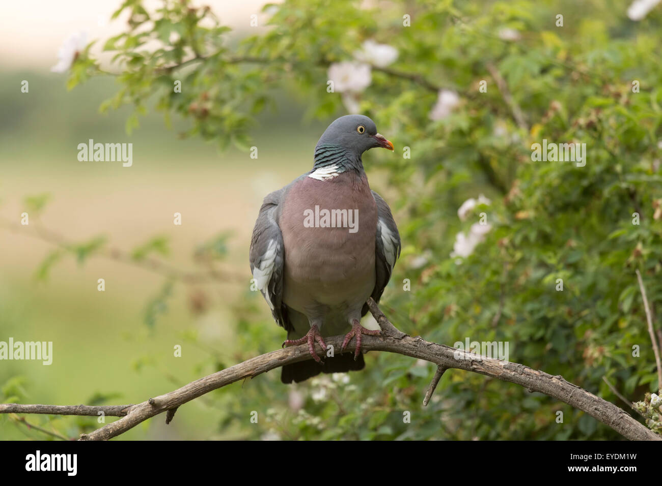 Wood Pigeon perched Stock Photo - Alamy
