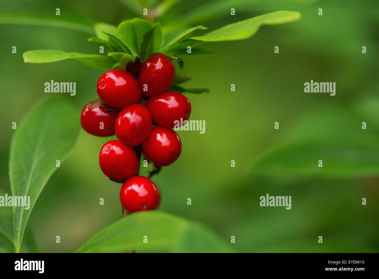 Plant with poisonous berries hi-res stock photography and images - Alamy