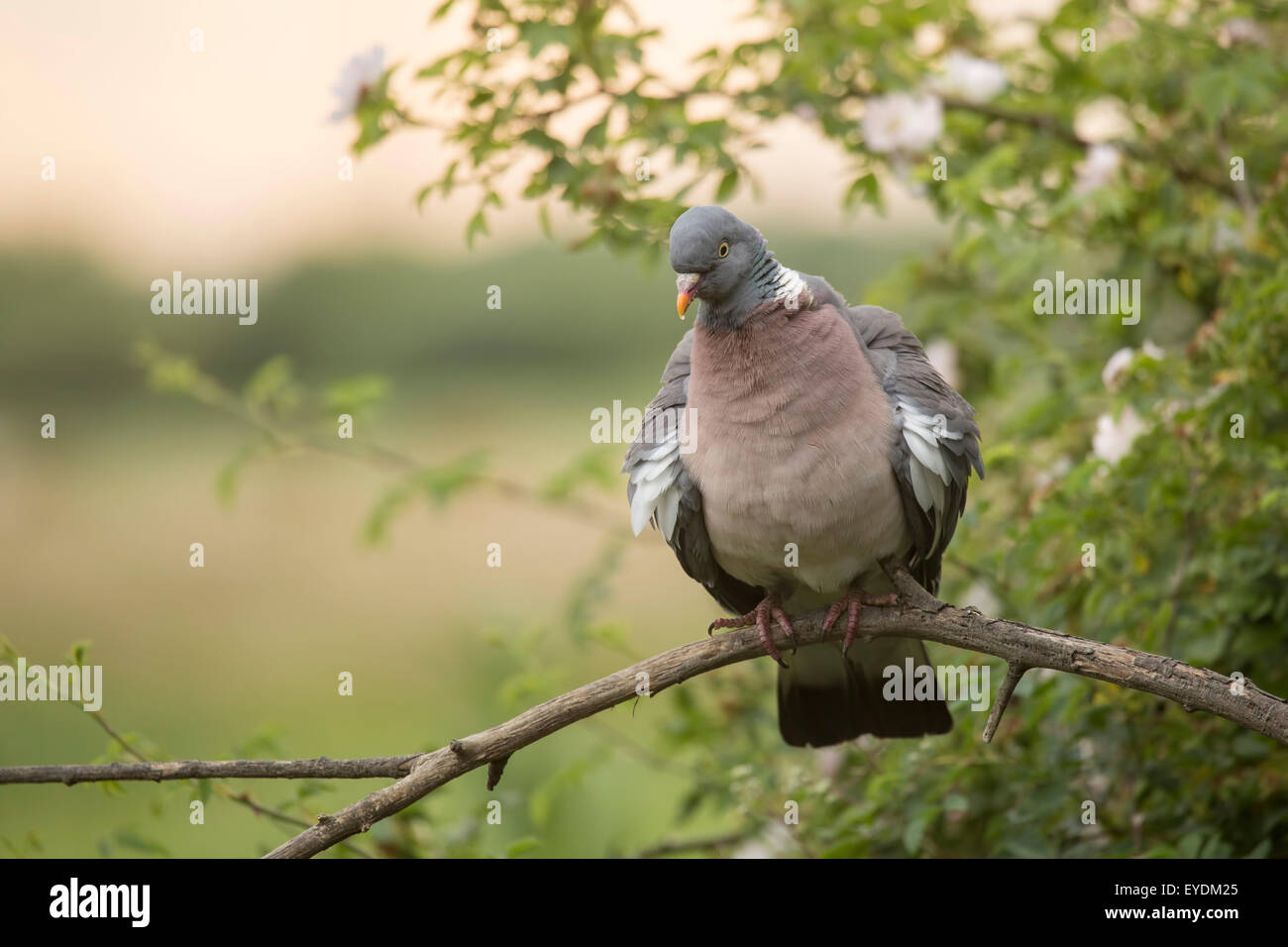 Woodpigeon pigeon wood pigeon urban wildlife garden hi-res stock ...
