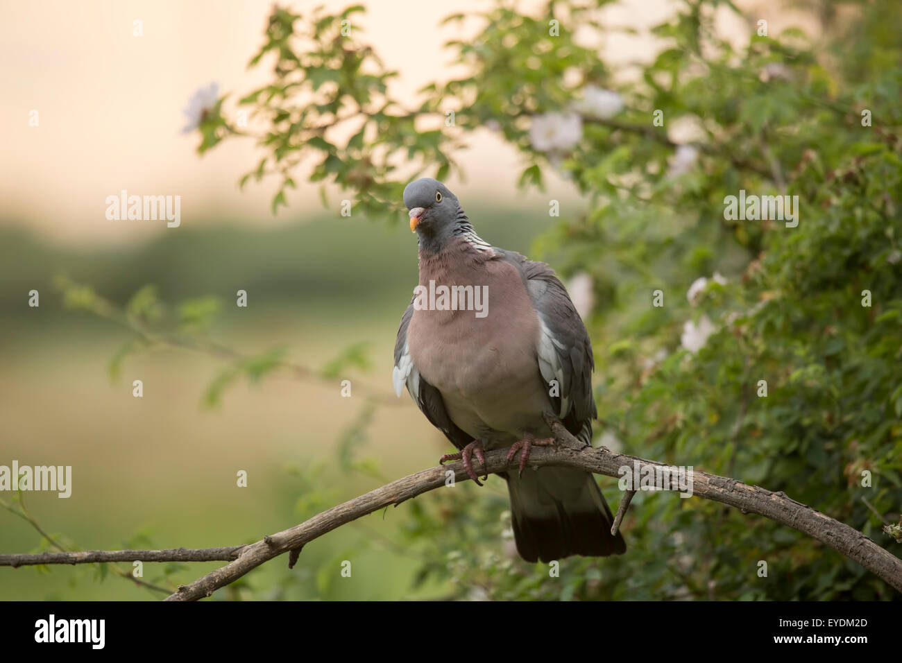 Wood Pigeon perched Stock Photo - Alamy