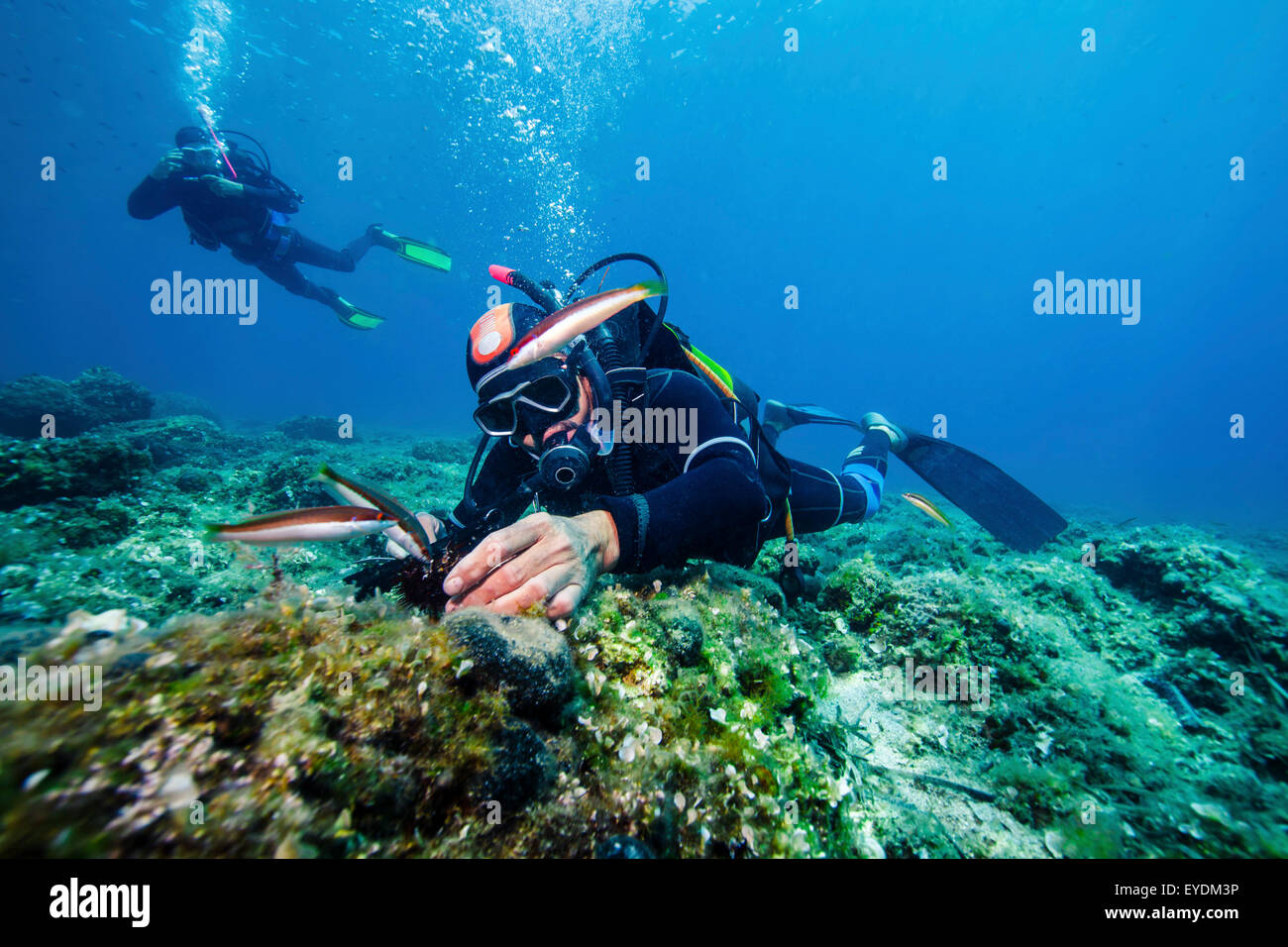 Scuba divers exploring sea life, Adriatic Sea, Dalmatia, Croatia Stock ...