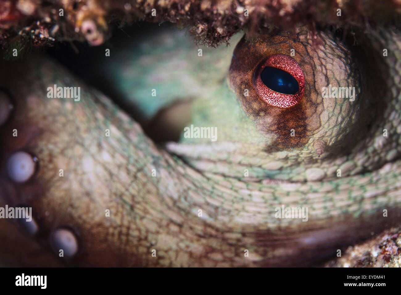 Eye Of Common Octopus High Resolution Stock Photography and Images - Alamy