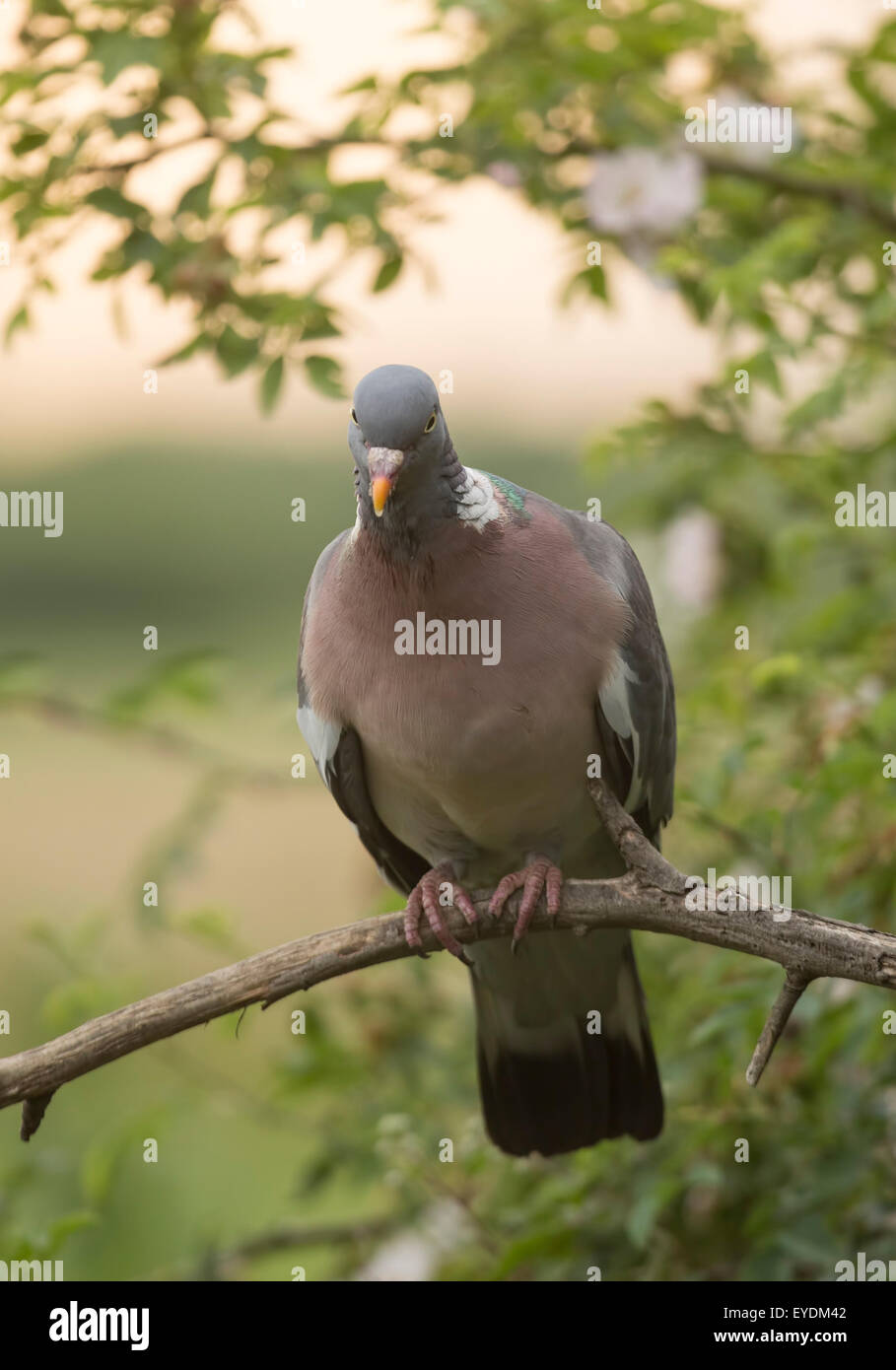 Woodpigeon pigeon wood pigeon urban wildlife garden hi-res stock ...
