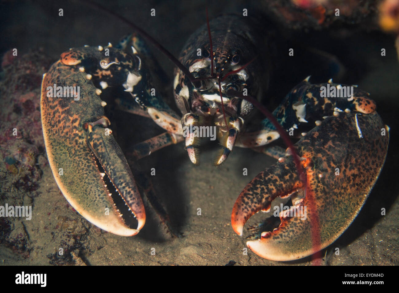 Common lobster hi-res stock photography and images - Alamy