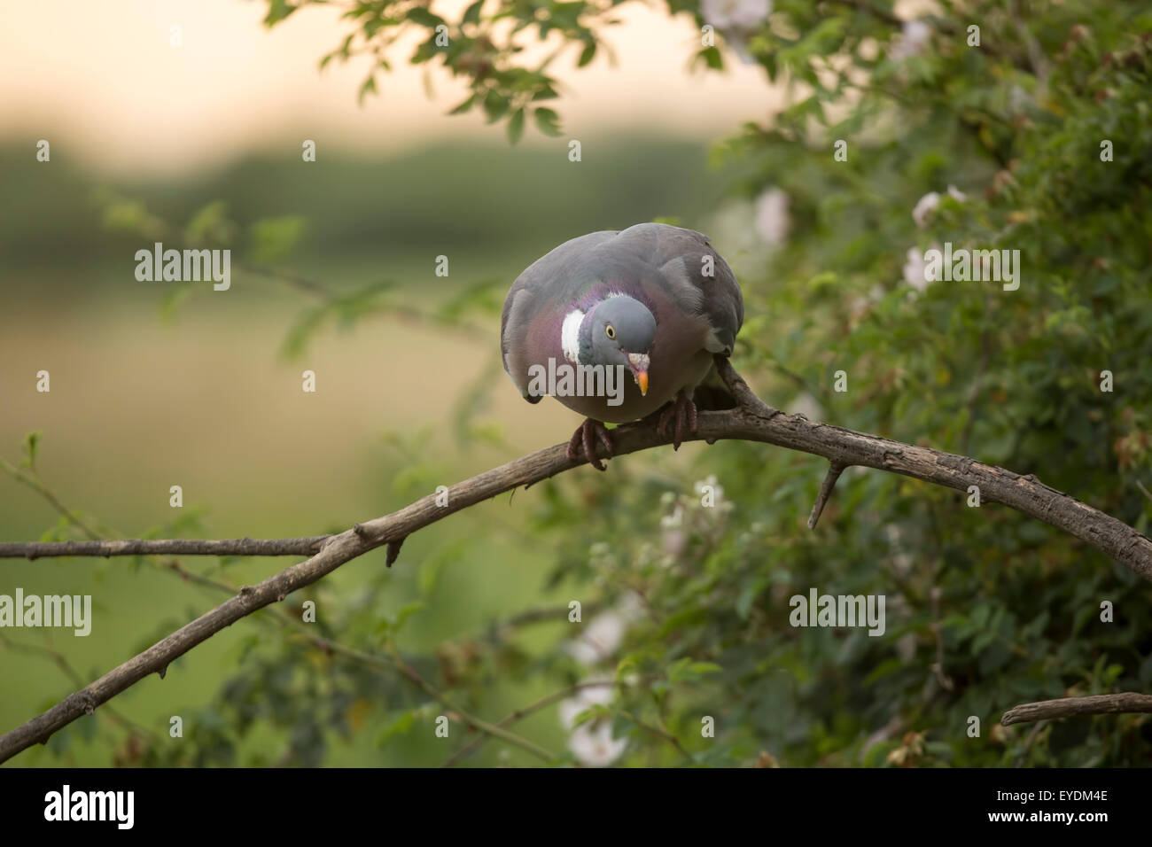Wood Pigeon perched Stock Photo - Alamy