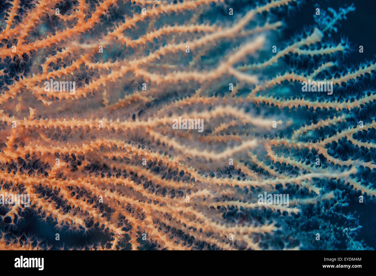 Mediterranean Black Coral, close-up, Adriatic Sea Stock Photo - Alamy
