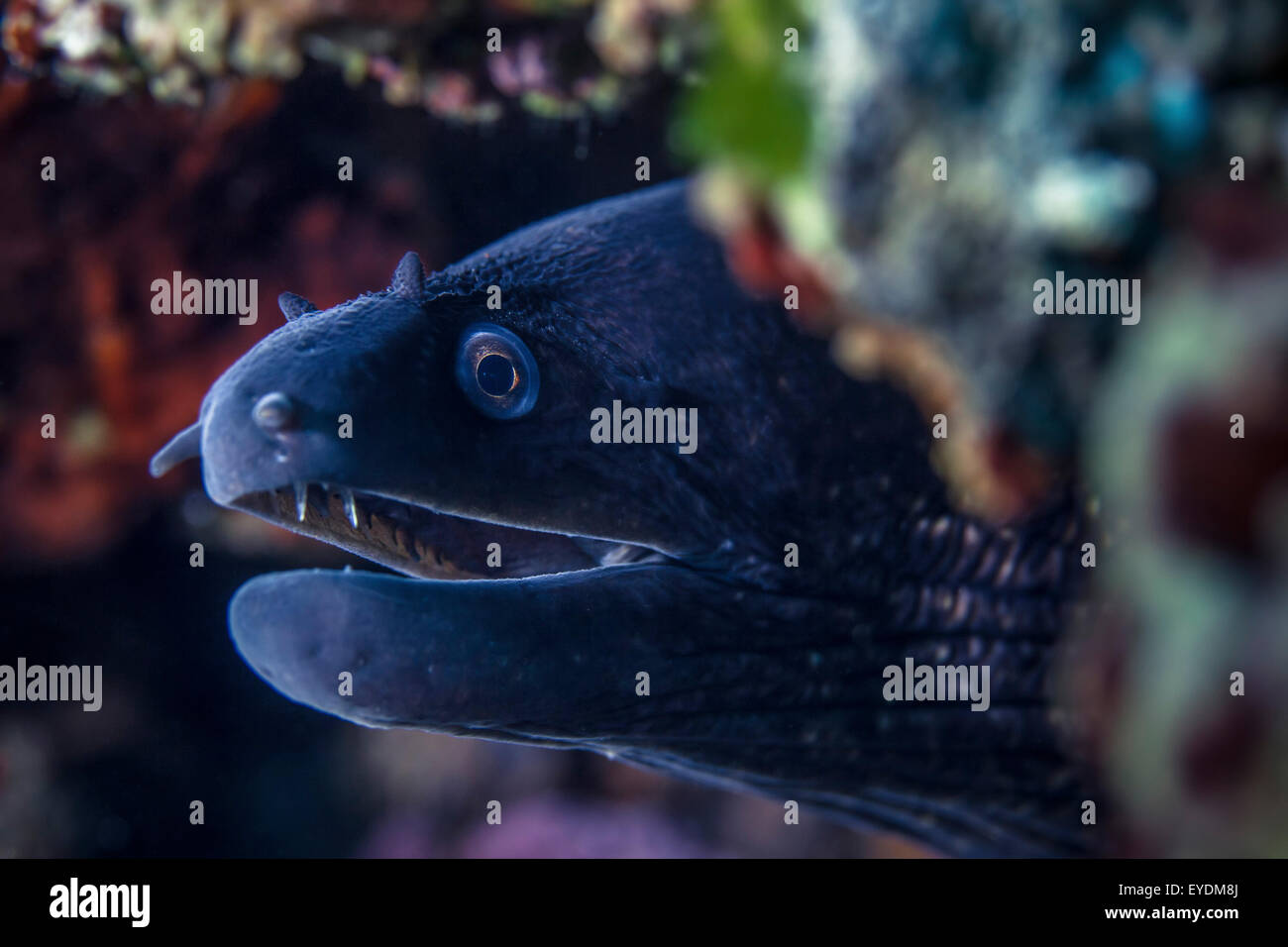 Mediterranean Moray, close-up, Adriatic Sea Stock Photo - Alamy