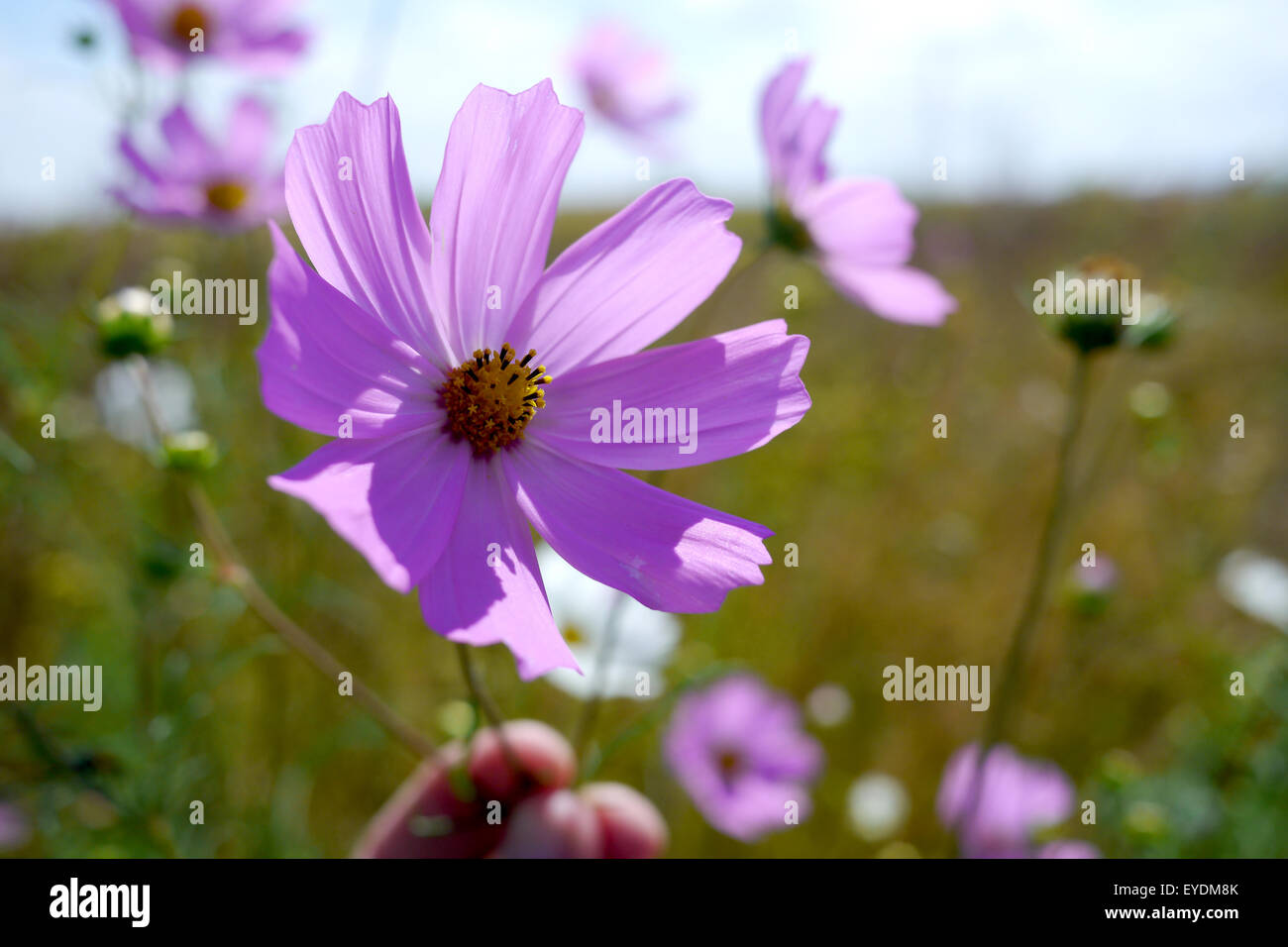 fresh summer flowers in a green field Stock Photo - Alamy