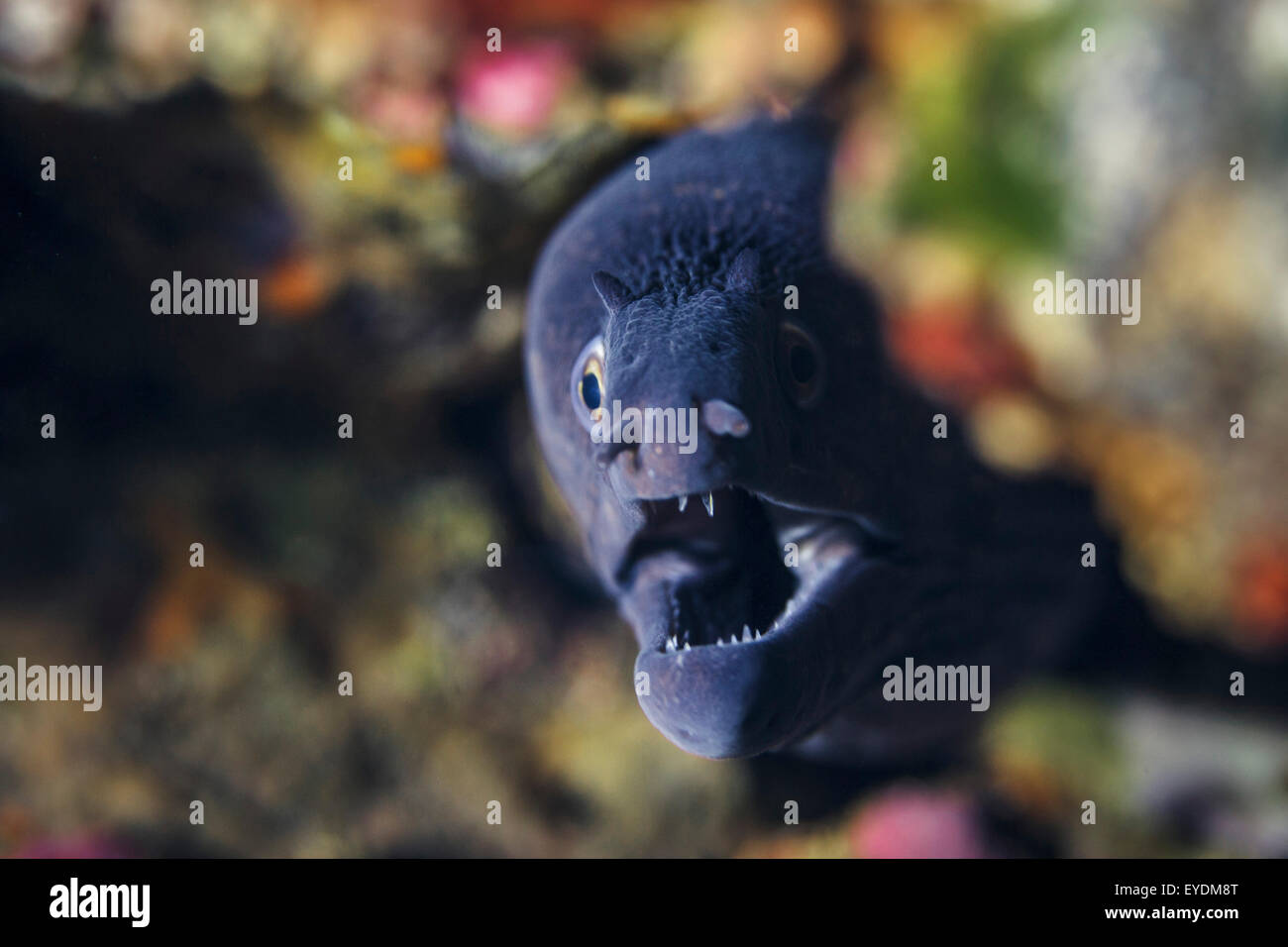 Mediterranean moray fish hi-res stock photography and images - Alamy