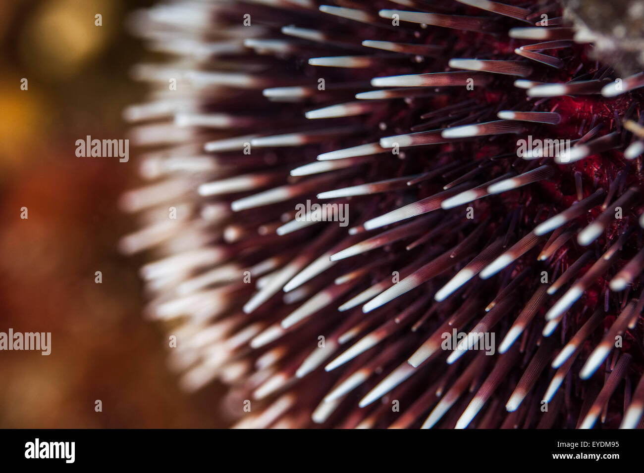 Violet Sea Urchin, close-up, Adriatic Sea Stock Photo - Alamy