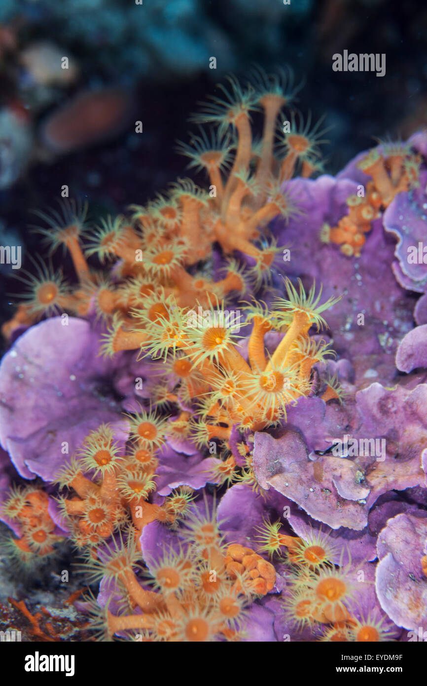 Coral reef close up hi-res stock photography and images - Alamy