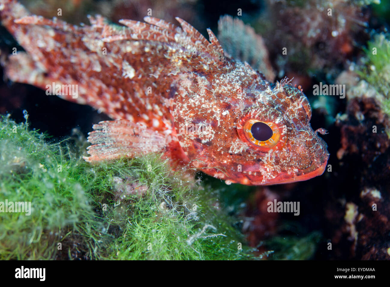 Red scorpionfish, close-up, Adriatic Sea Stock Photo - Alamy
