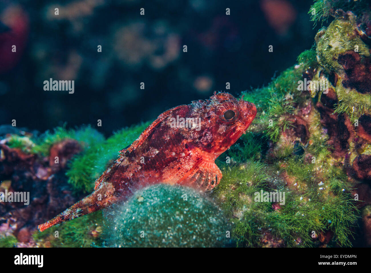 Red scorpionfish, close-up, Adriatic Sea Stock Photo - Alamy