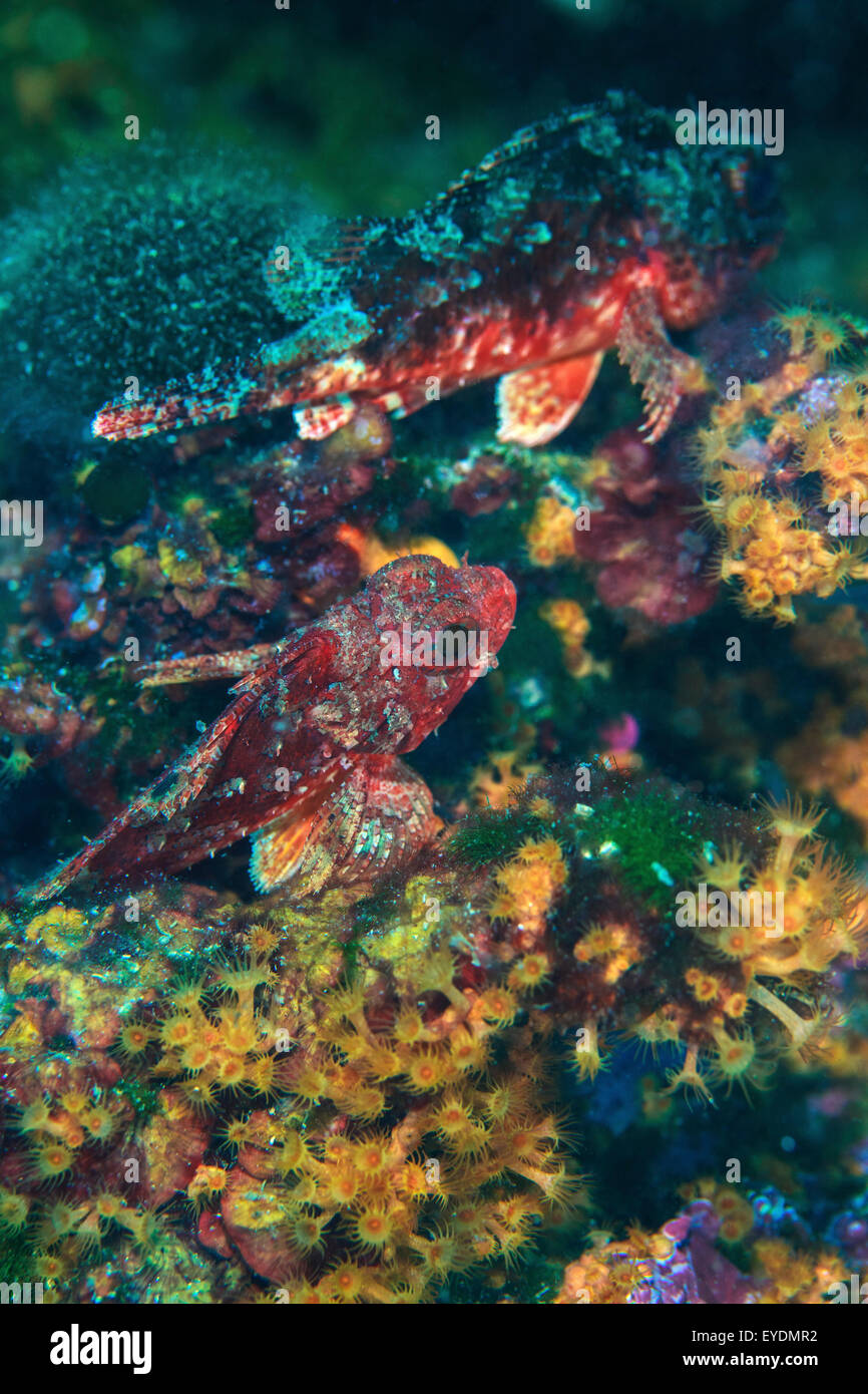 Red scorpionfish, close-up, Adriatic Sea Stock Photo - Alamy