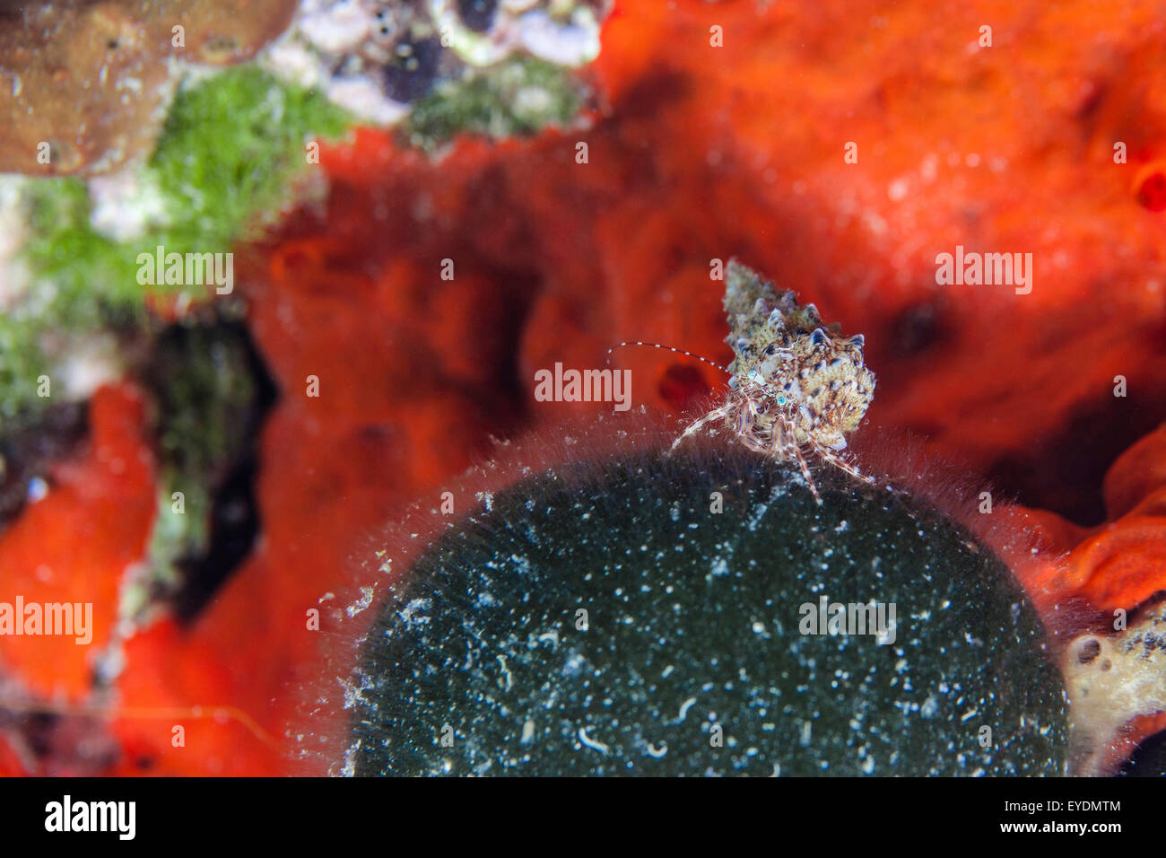 Pagurus prideaux hi-res stock photography and images - Alamy