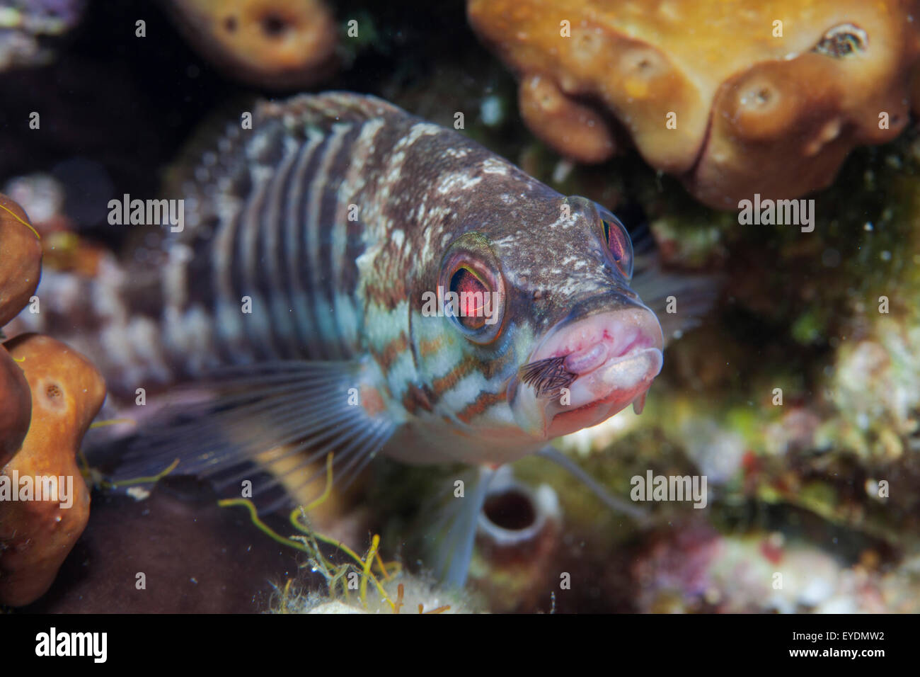 Comber fish in the mediterranean sea hi-res stock photography and ...