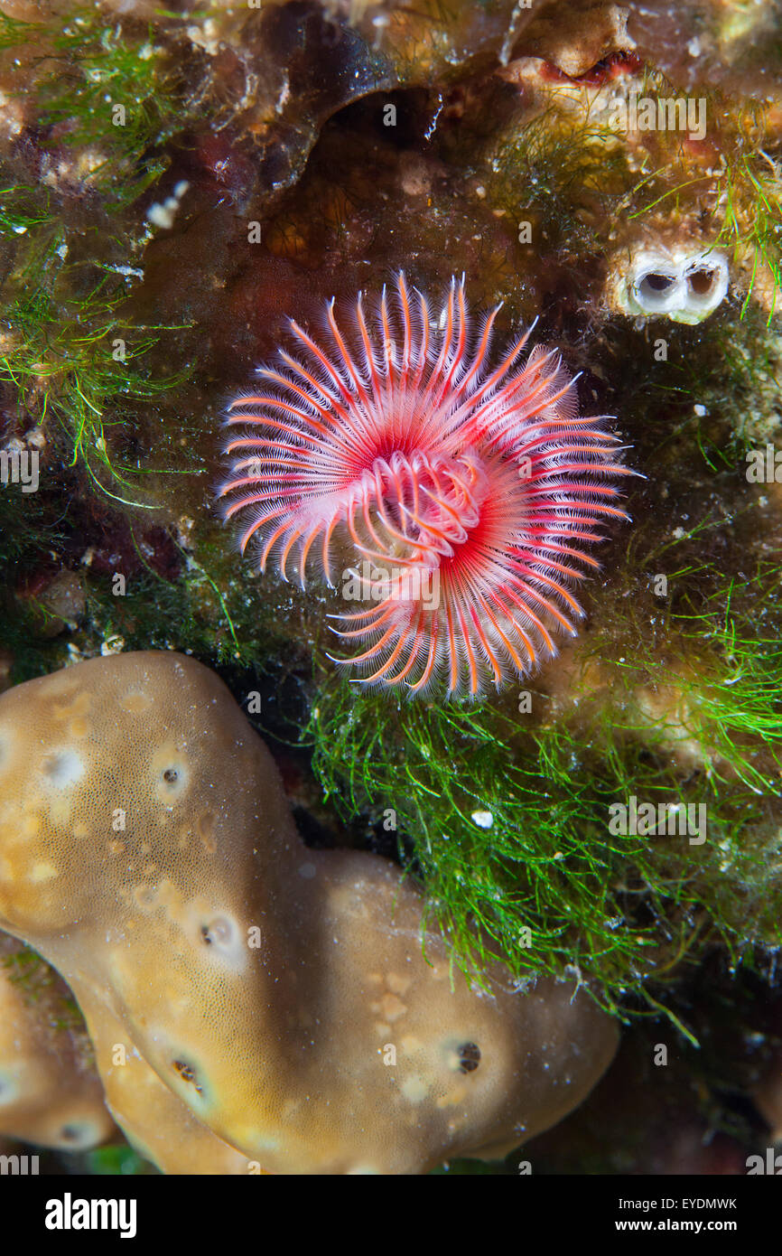 White-Tufted Worm, close-up, Adriatic Sea Stock Photo - Alamy