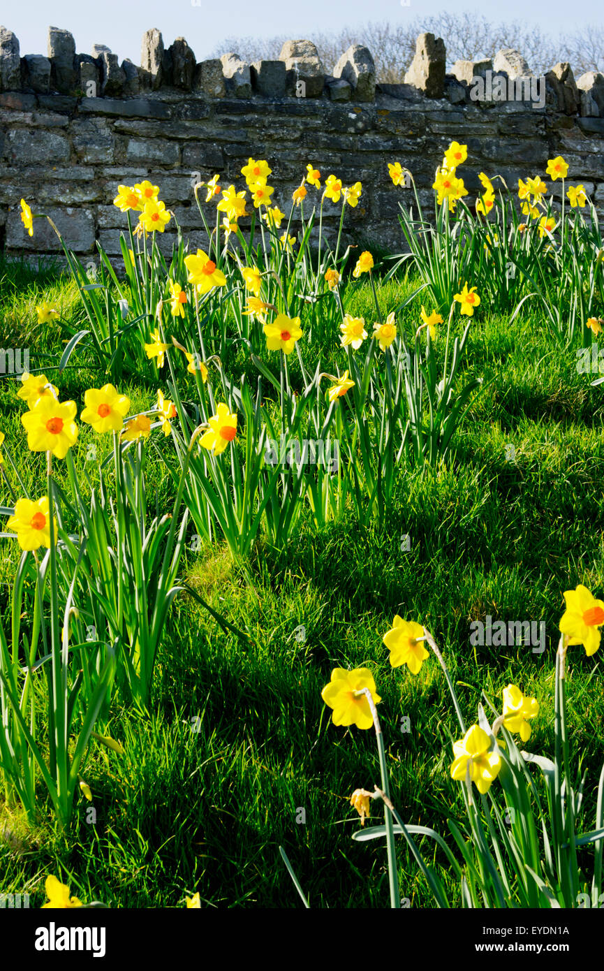 United Kingdom, England, Dorset, Daffodils; Swanage Stock Photo - Alamy