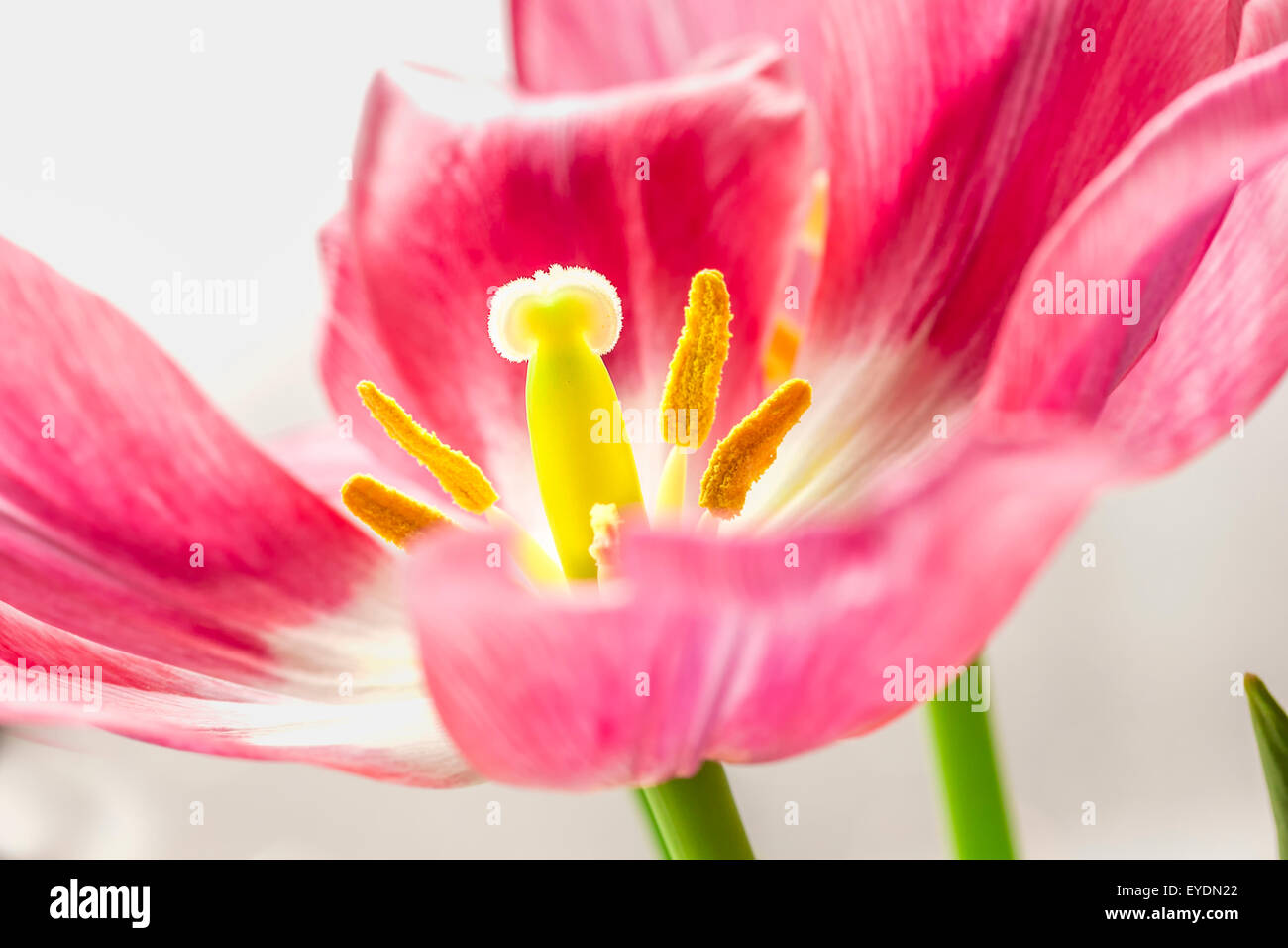 Tulip stamen pistil macro hi-res stock photography and images - Alamy