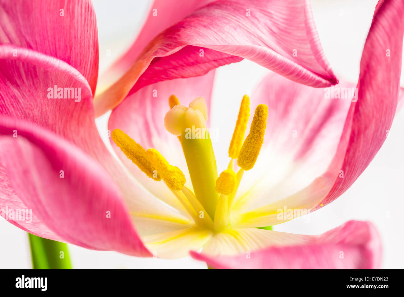 Tulip stamen pistil macro hi-res stock photography and images - Alamy