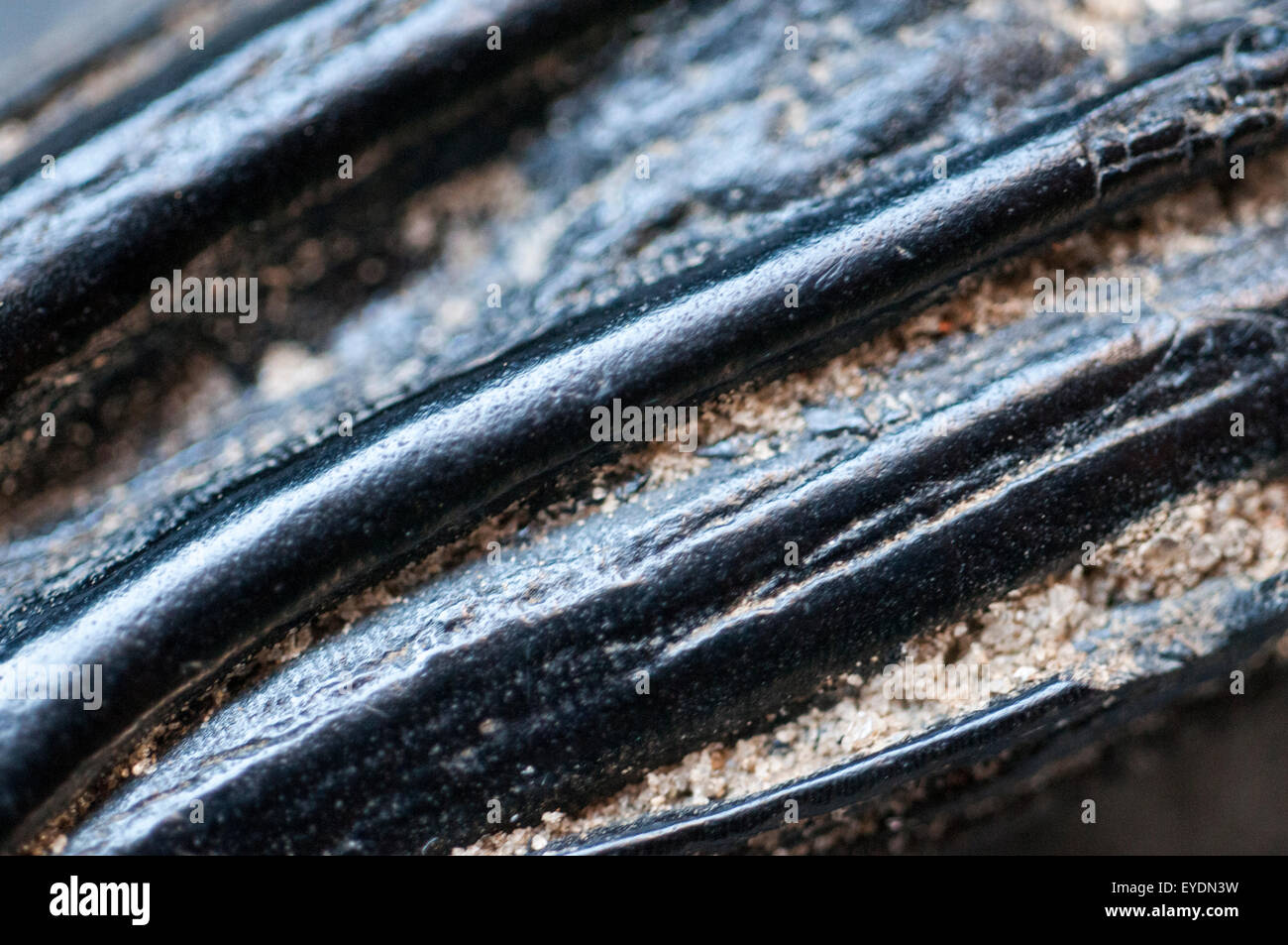 Fossilized horse teeth hi-res stock photography and images - Alamy