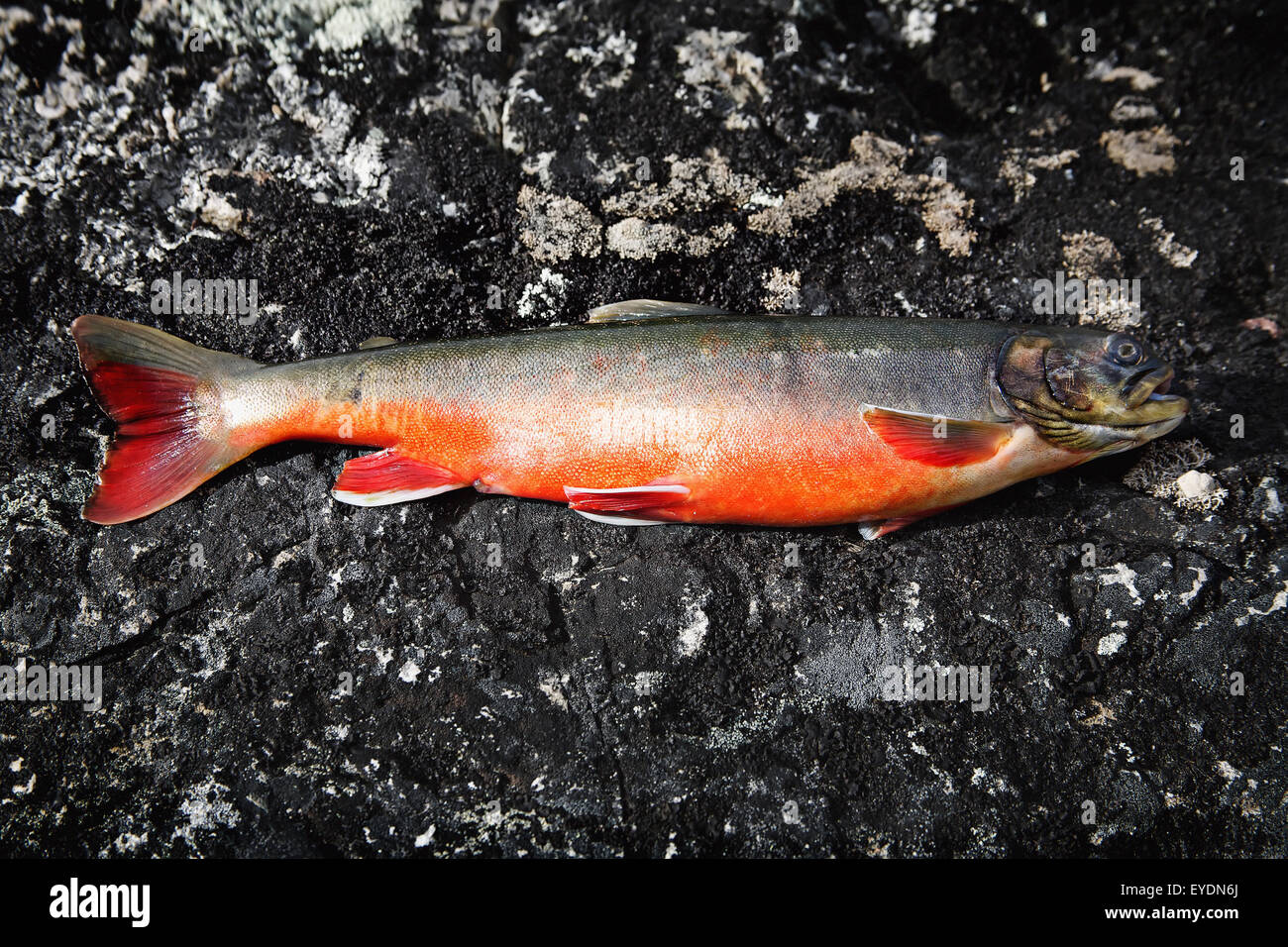 Sweden, Arctic Char; Miekak Lapland Stock Photo - Alamy