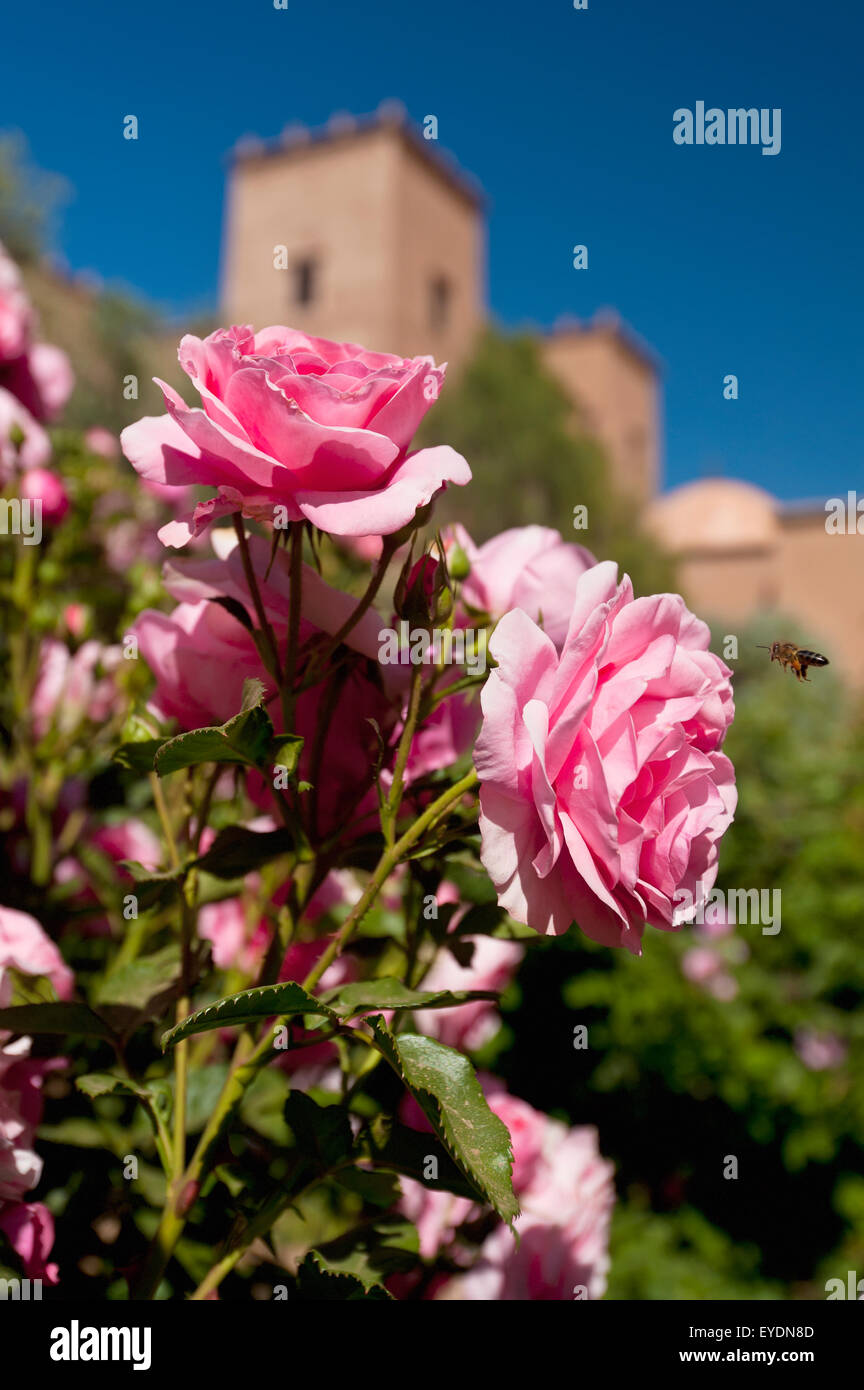 Morocco, Dar Ahlam Hotel; Skoura, Roses growing in garden with main ...