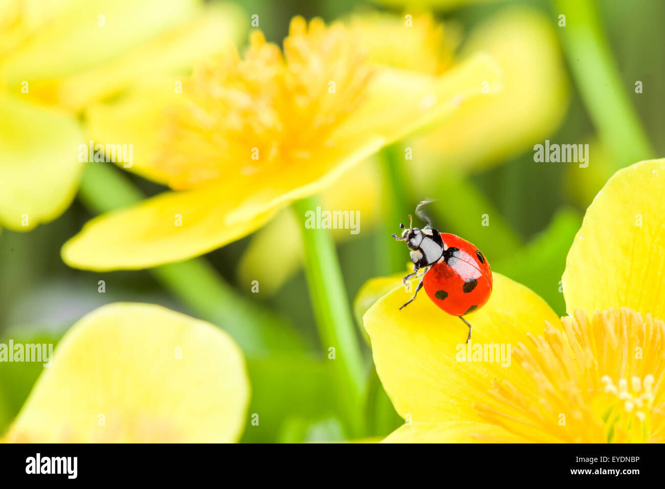 Yellow flower and ladybug hi-res stock photography and images - Alamy