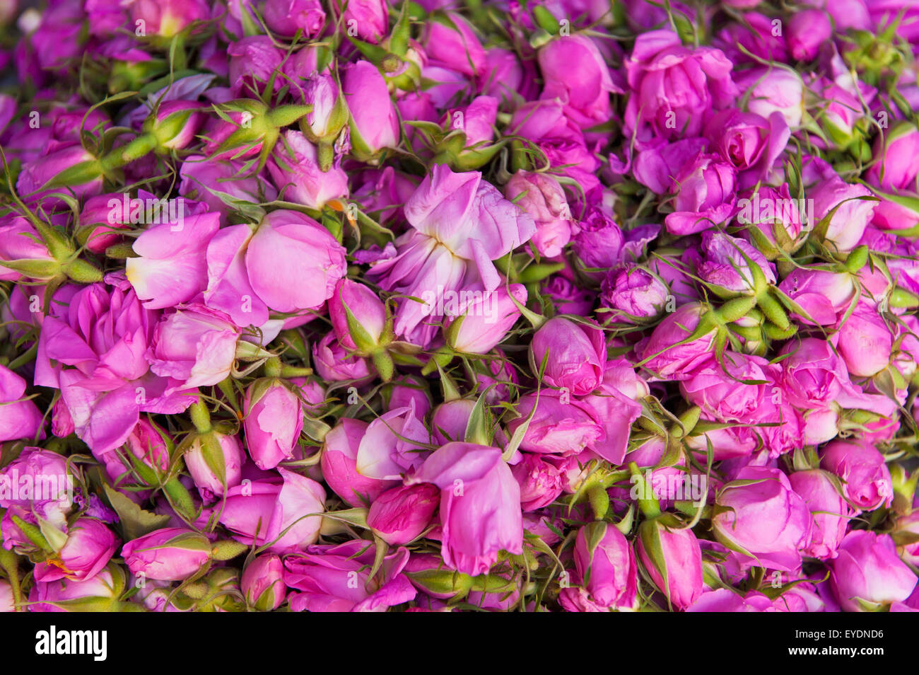 Morocco, Pile of rose buds; Valley of Roses Stock Photo - Alamy