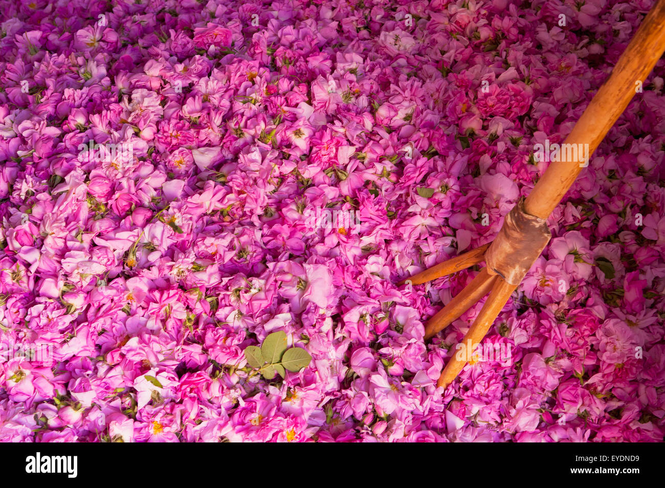 Morocco, Large pile of roses with large wooden fork (for turning them ...